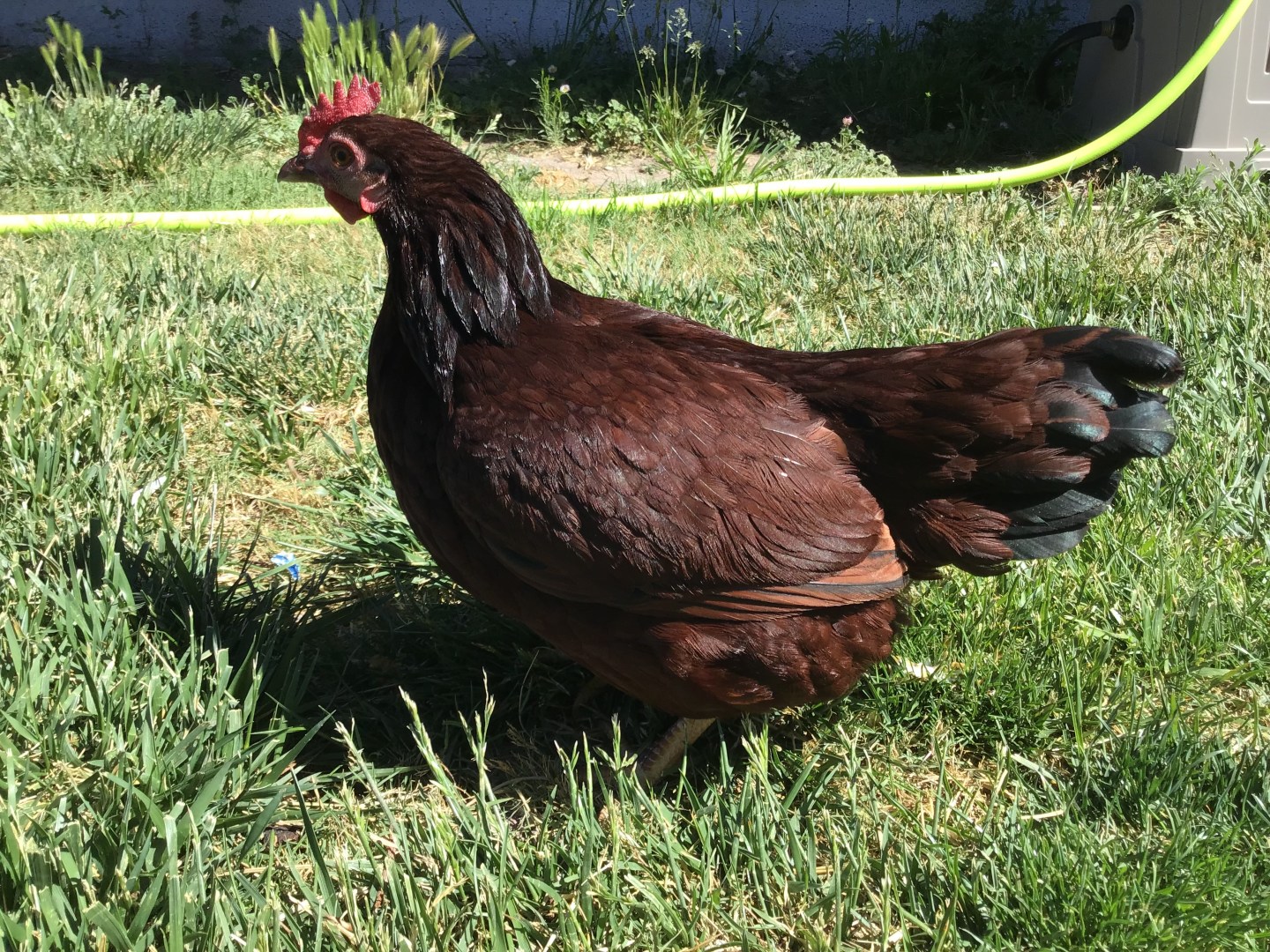 A Beginner’s Guide to Rhode Island Reds – Your Rhode Island Red