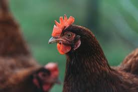 A Beginner’s Guide to Rhode Island Reds – Your Rhode Island Red