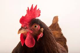 A Beginner’s Guide to Rhode Island Reds – Your Rhode Island Red